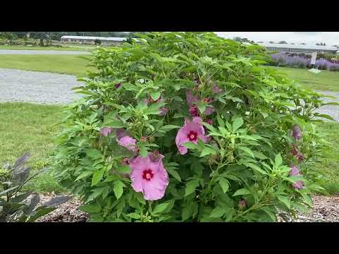 Summerific Lilac Crush Hibiscus