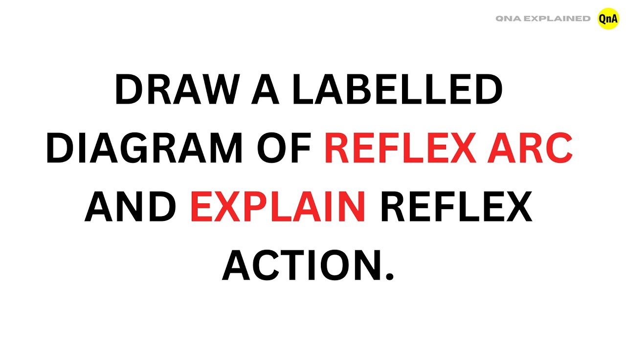 Draw a labelled diagram of reflex arc and explain reflex action ...