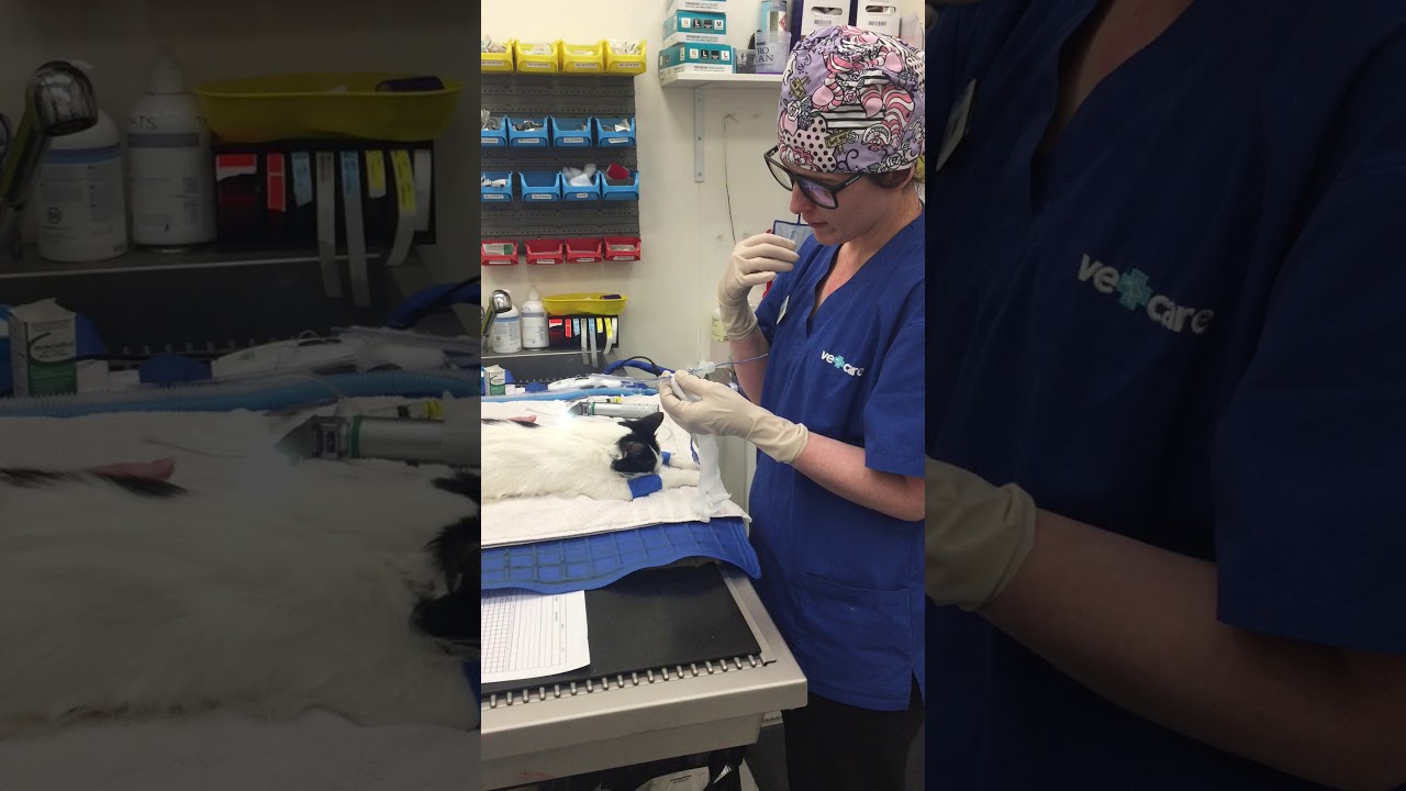 DVM - Cat intubation - Measuring the tube - YouTube