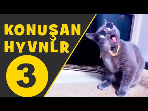 Konuşan Hayvanlar #3 | Konuşan Kediler 3