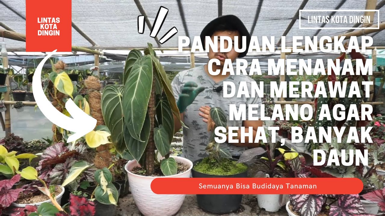 Panduan Lengkap Cara Menanam Dan Merawat Melano Agar Sehat, Banyak Daun ...