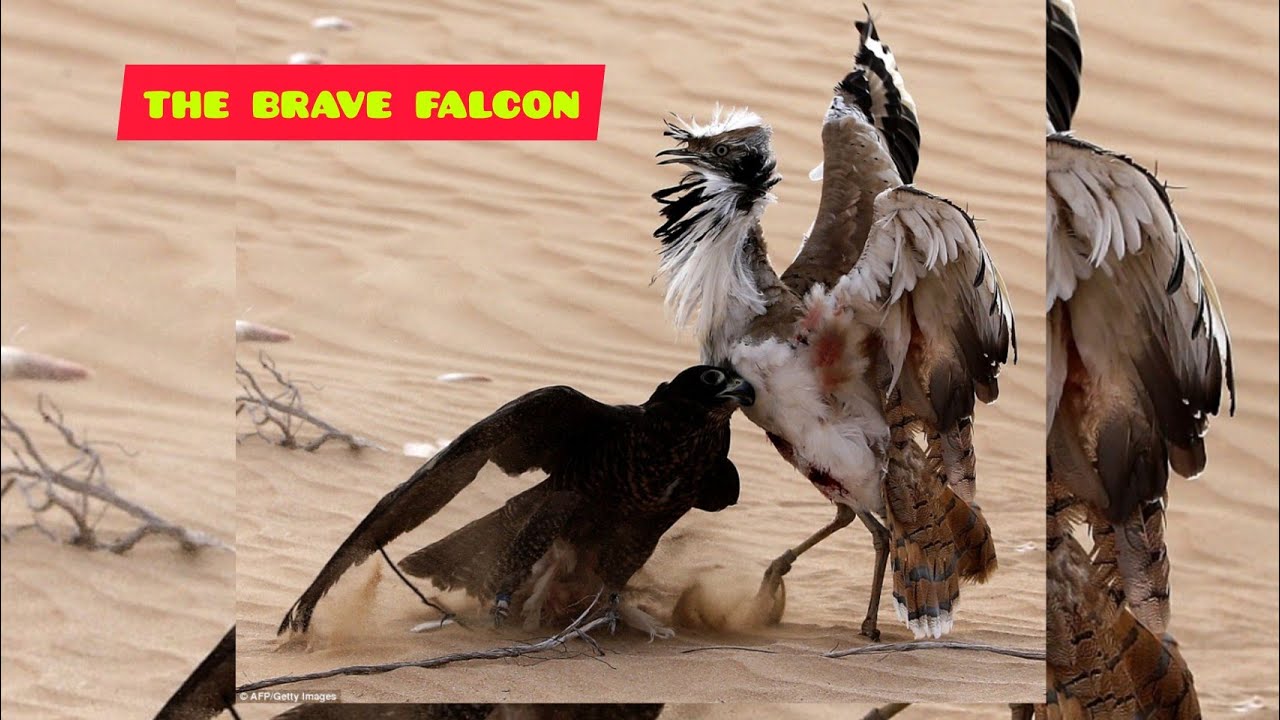 Watch this fast and stubborn Falcon chasing and hunting a bird larger ...
