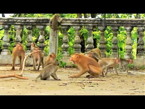 Looking Sad And Pity! The Monkeys in all the cages are Caught And ...