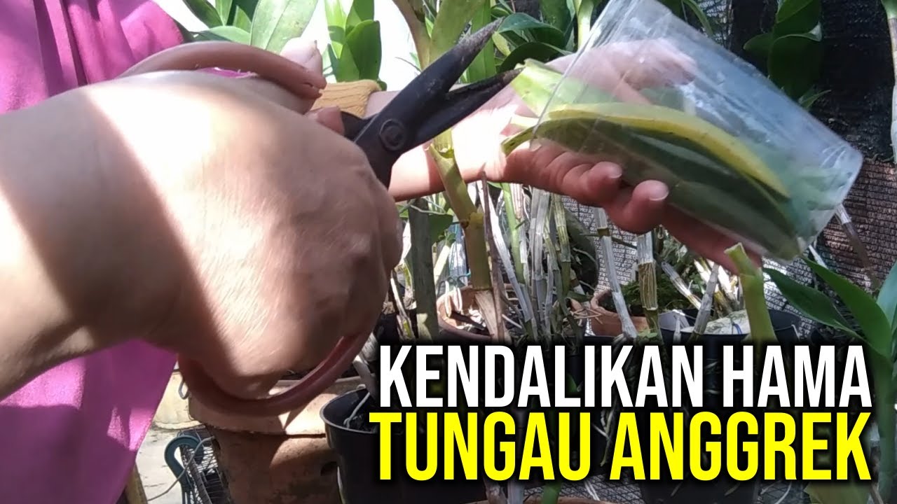 Cara Mengendalikan Hama Tungau pada Tanaman Anggrek - YouTube