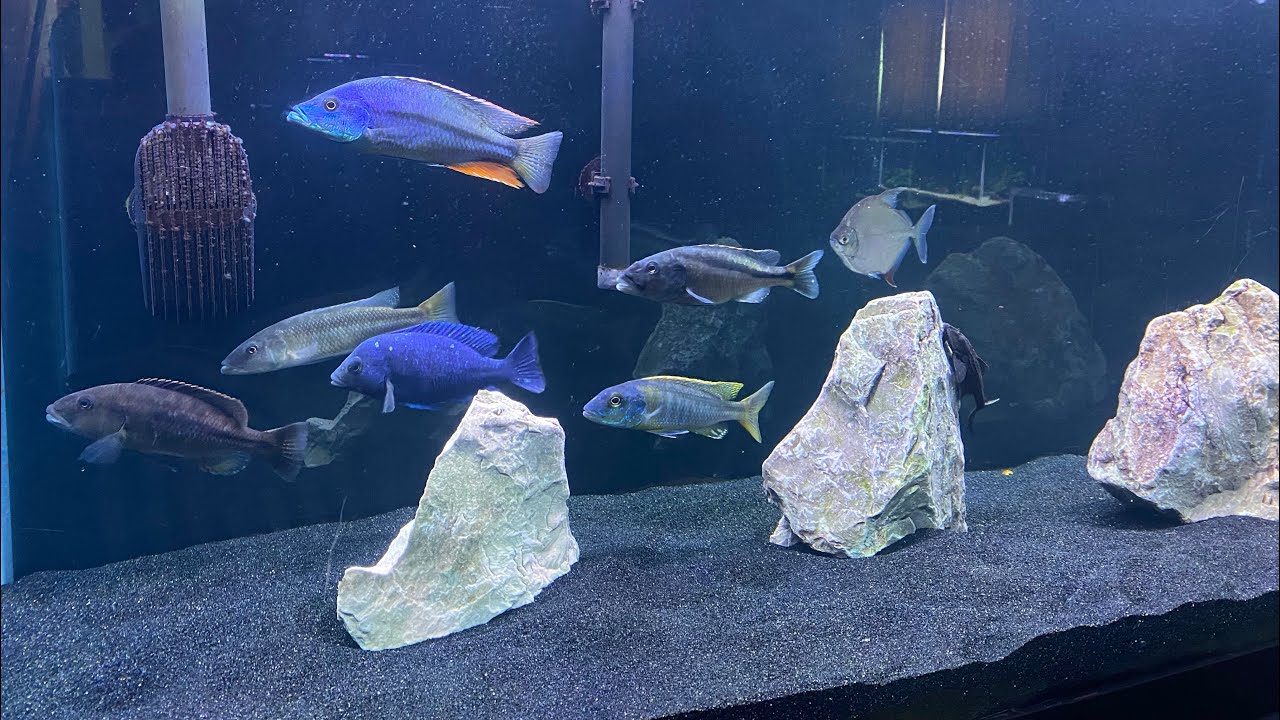 African Cichlids aquarium, cleaning the sand. Tips and tricks for no ...