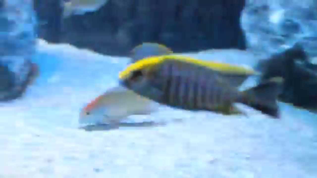 Aulonocara maylandi & Lethrinops sp. "red cap" Itungi - YouTube