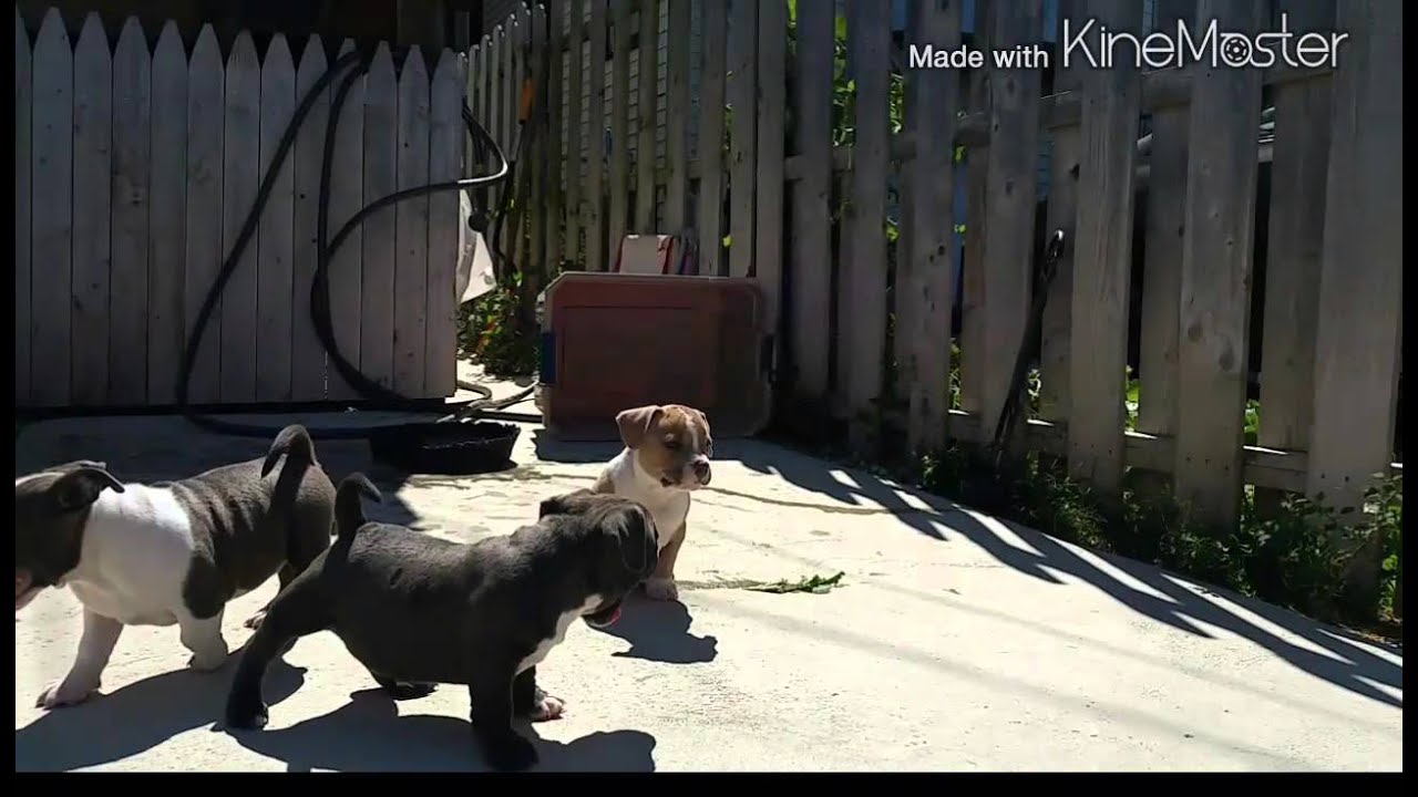 UPDATE ON THE PHANTOM PUPS 7 WEEKS YouTube update-on-the-phantom-pups-7-weeks-youtube