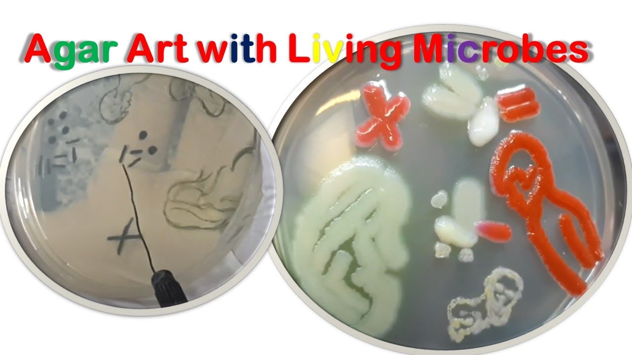 Bacterial Agar Art Making Tips and tricks - YouTube