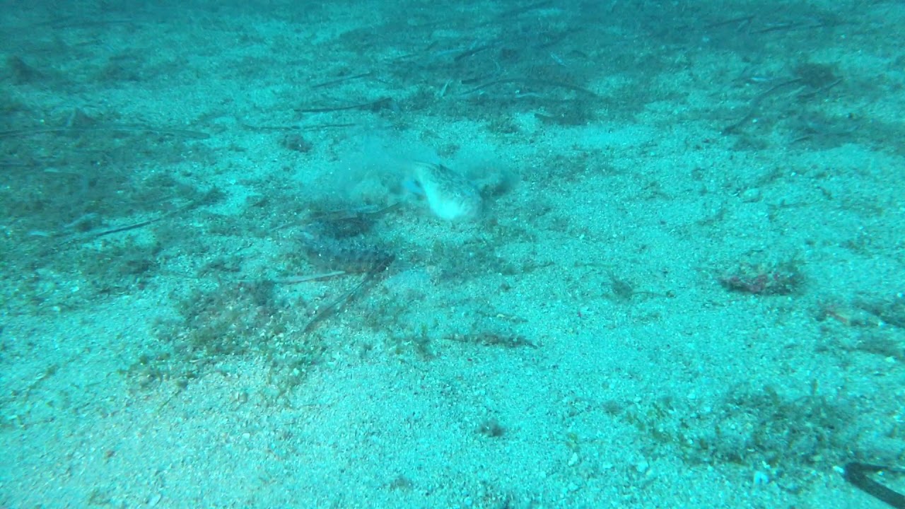 Pez rata (Uranoscopus scaber) - Atlantic stargazer - YouTube