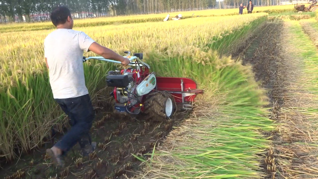 Napier grass cutter Philippines rice wheat harvester self propel reaper ...