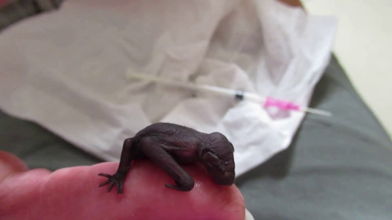 'Beetle' the baby microbat - YouTube