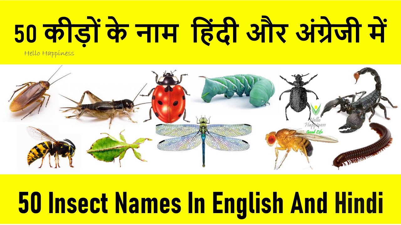 Insect Names With Picture Insects Name List In insect-names-with-picture-insects-name-list-in