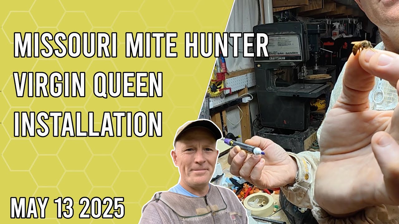 Misouri Mite Hunter Virgin Queen Installation - Jacksonville FL Zone 9b - YouTube