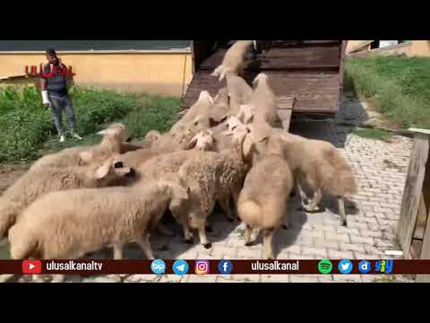 Koyunlar çiçek aşısı yüzünden telef oldu