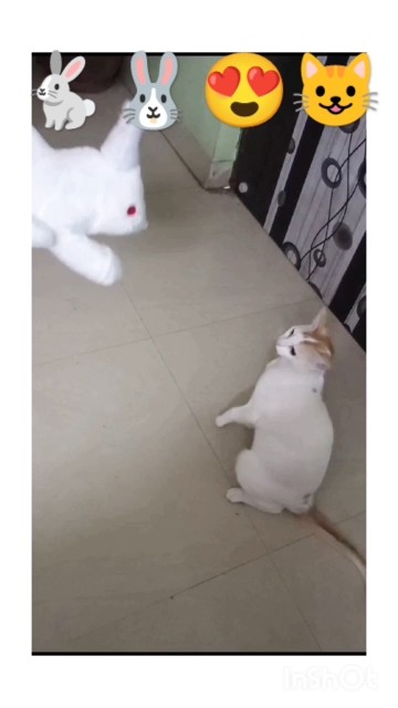 Mimi with toy rabbit 🐇🐰 #music #youtube #cat lover #youtube #short # ...