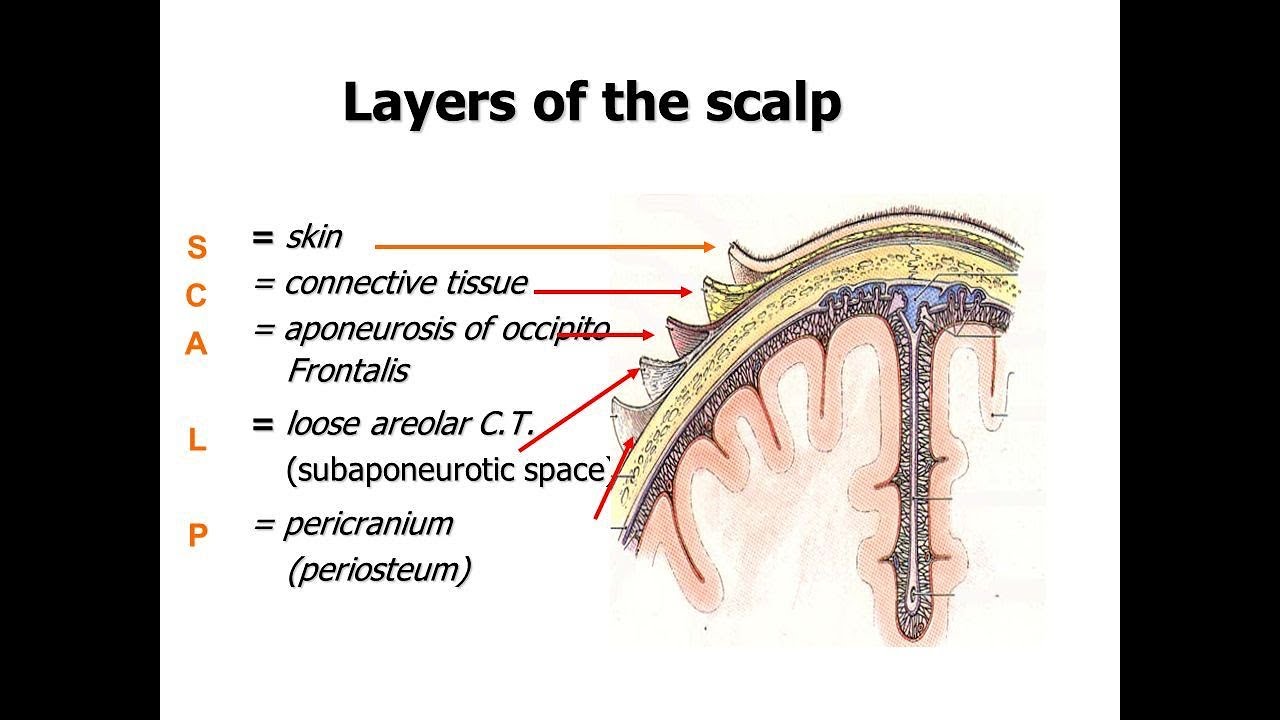 WHICH LAYER OF SCALP IS PRONE TO SEPSIS (Dangerous Layer of the scalp ...