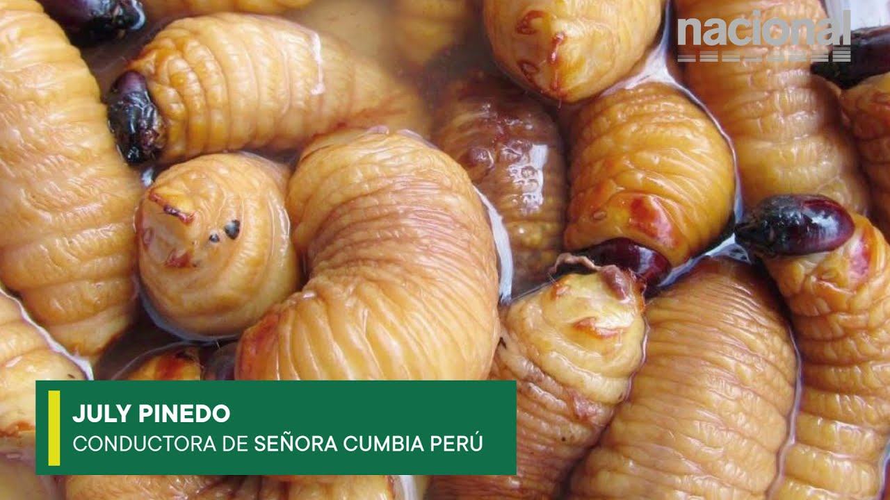 Desde mis ancestros - El suri - YouTube