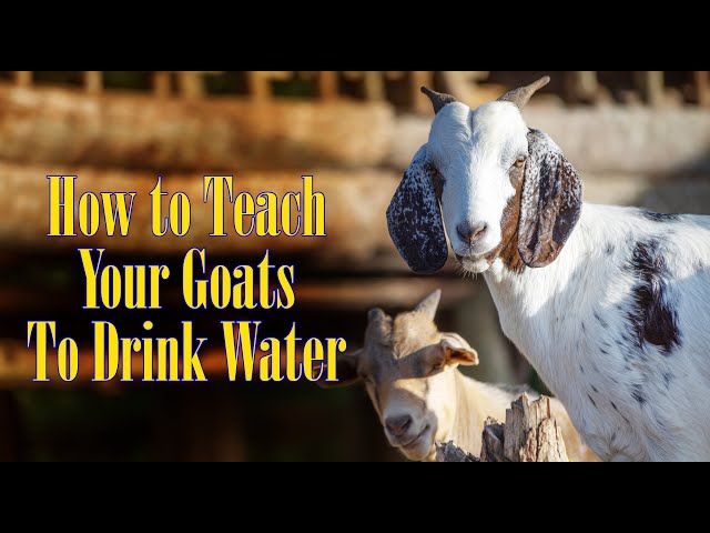 Feeding Goats And Drinking Bottle Feeding Goats – The Basics | Three