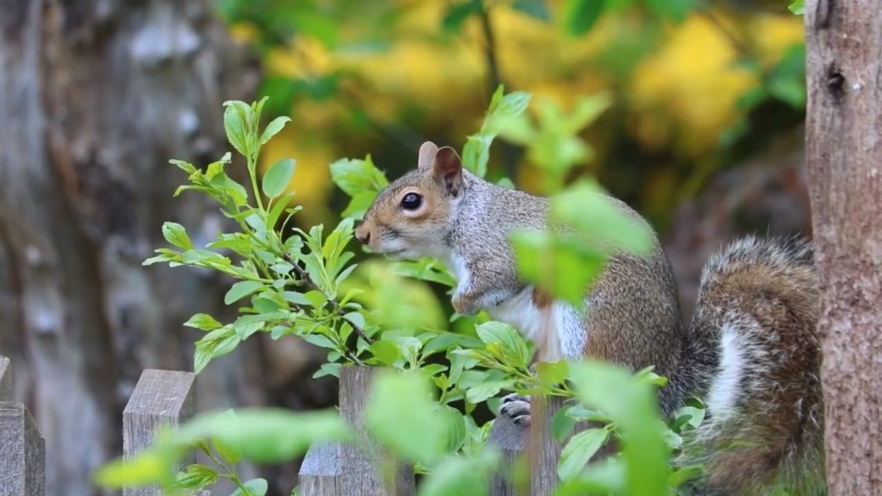Squirrels and relax music - a nerve cell for restoration, calmness ...