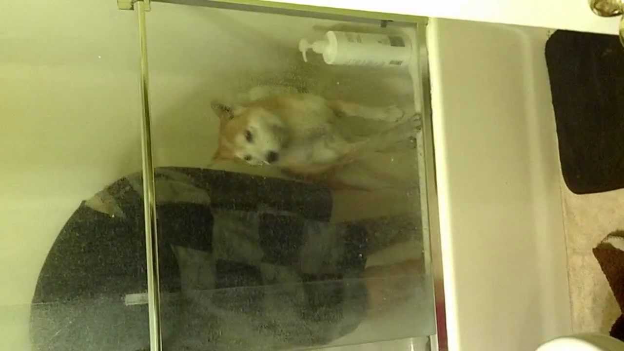 Shiba Inu crying in the bath tub - YouTube