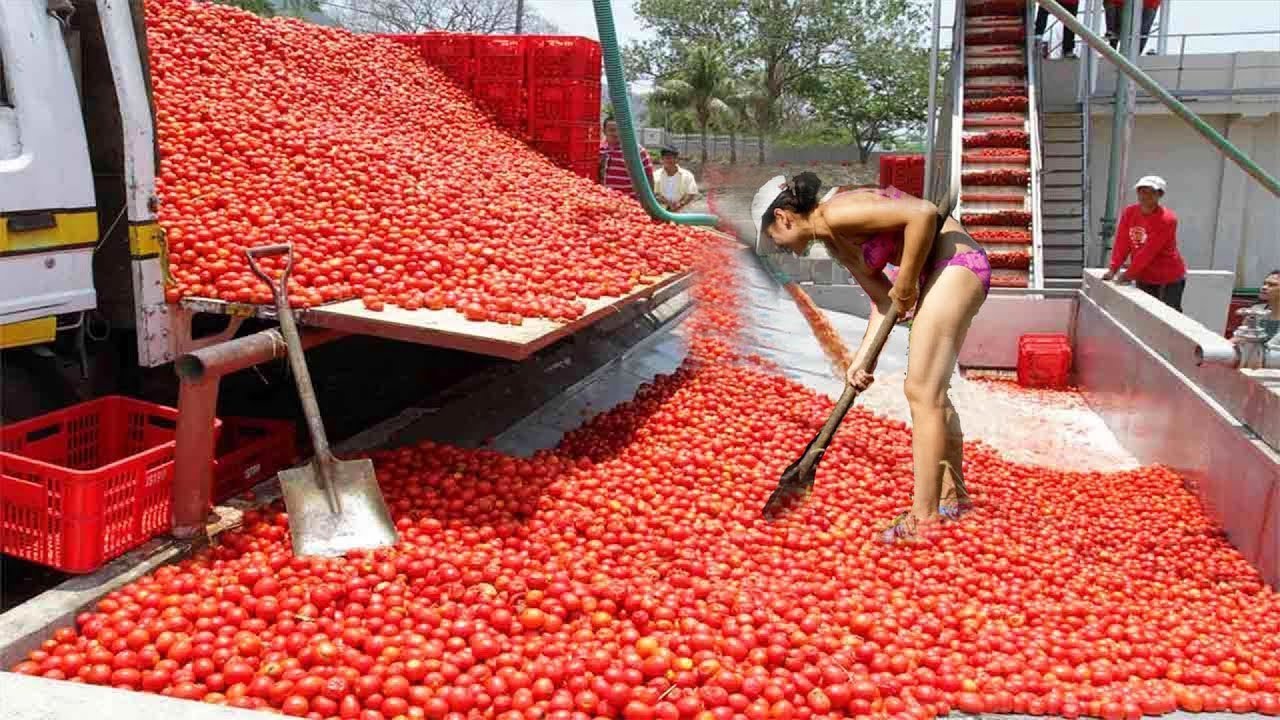 Modern Agriculture Equipment Tomato Processing Technology: Automatic Tomato Line from Seed to ...