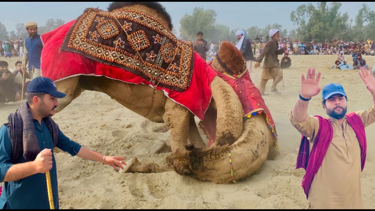 Camel Fighting Festival | Alhamdulillah hamara camel jeet gua - YouTube