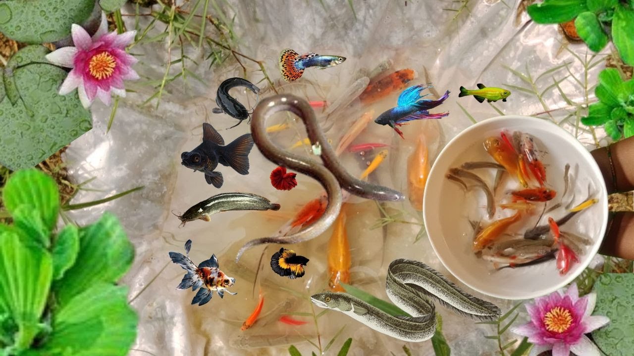 TIDE POOL SALTWATER PONDS With SEA CREATURES Found In BEACH ROCKS ...