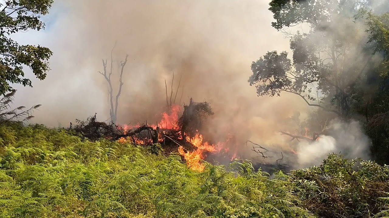 Note tribe BURNING FOR JHUM CULTIVATION.... - YouTube