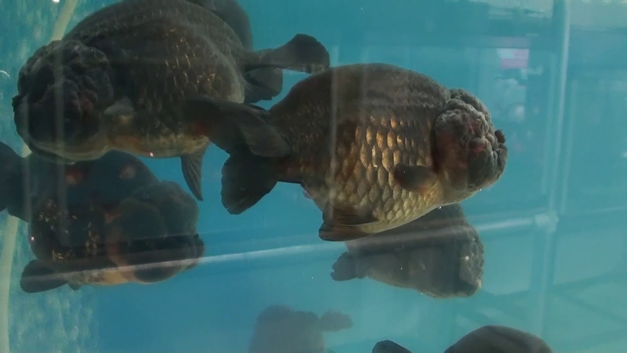 The Kintoto Goldfish store tour! The NEW location! - YouTube