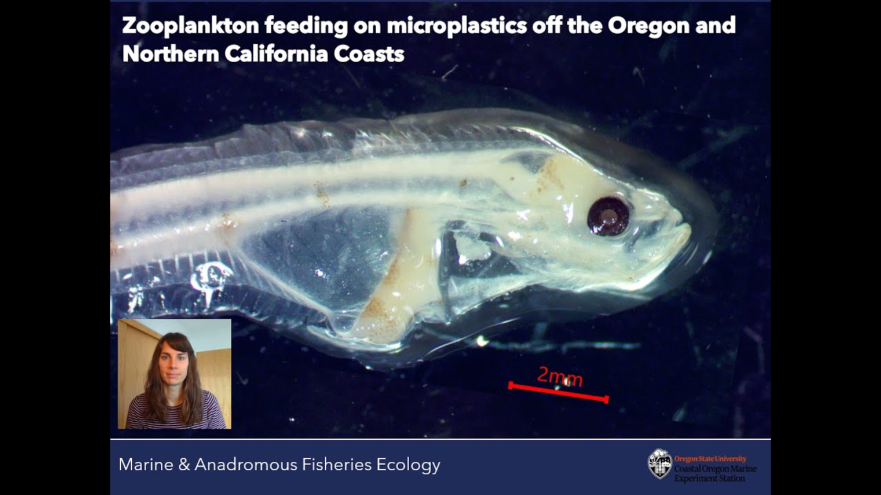 Zooplankton Feeding on Microplastics by Bolm - YouTube