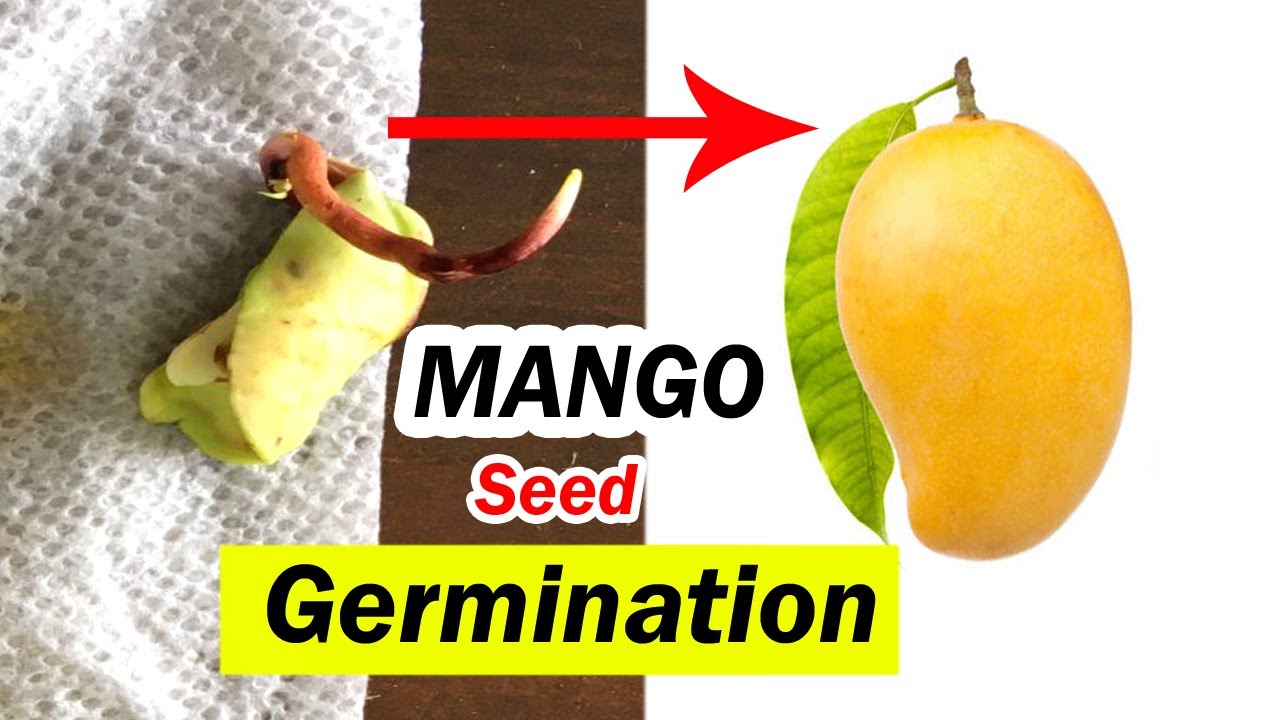 How to grow mango tree from seed | Mango Seed germination - YouTube