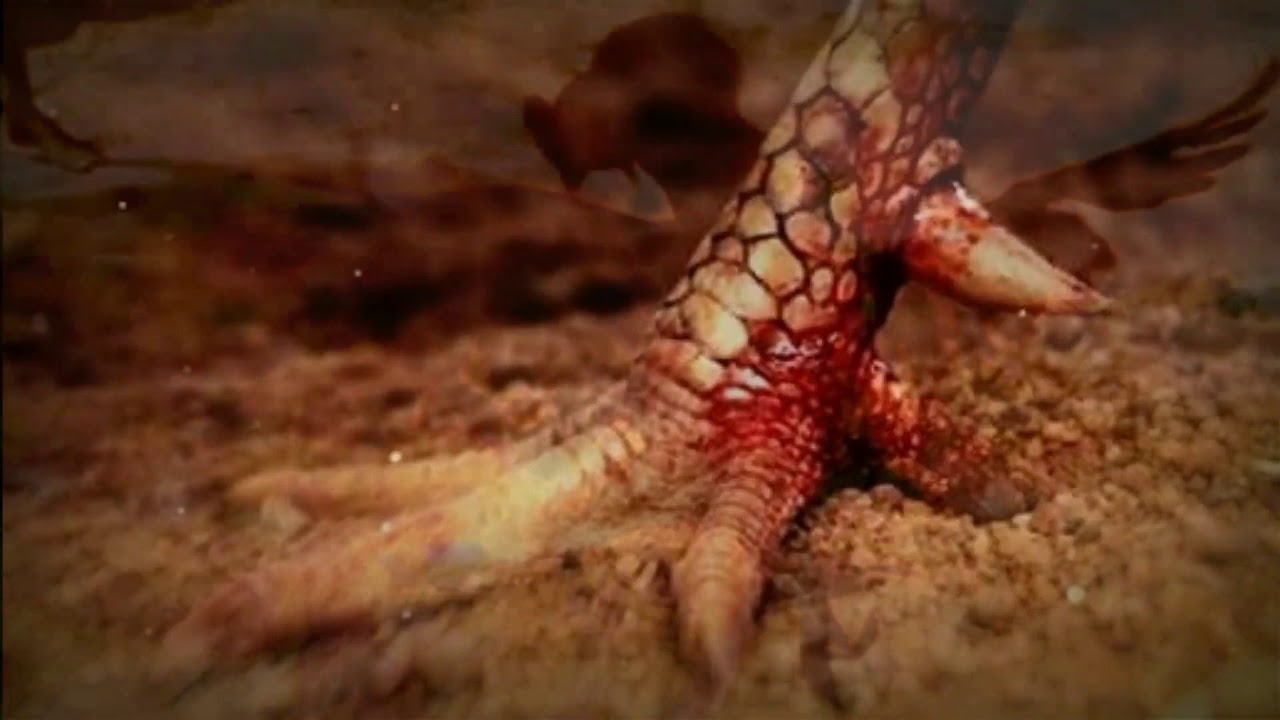 Sandai Seval Tamil hd videos - YouTube