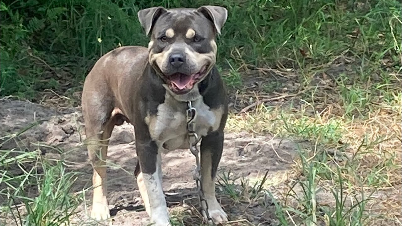 Bulls in the yard playing 🌴☀️🐾 - YouTube