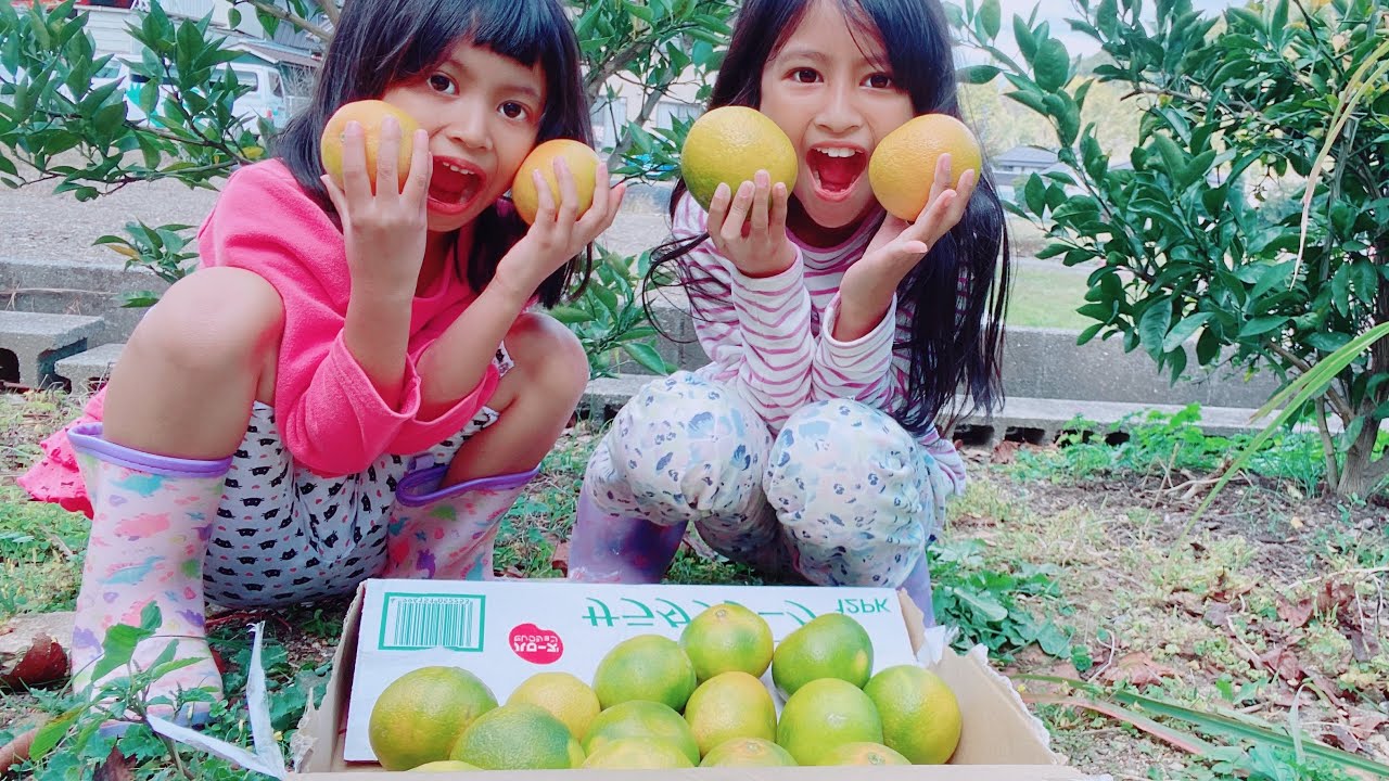 Panen Jeruk di Musim Gugur - YouTube