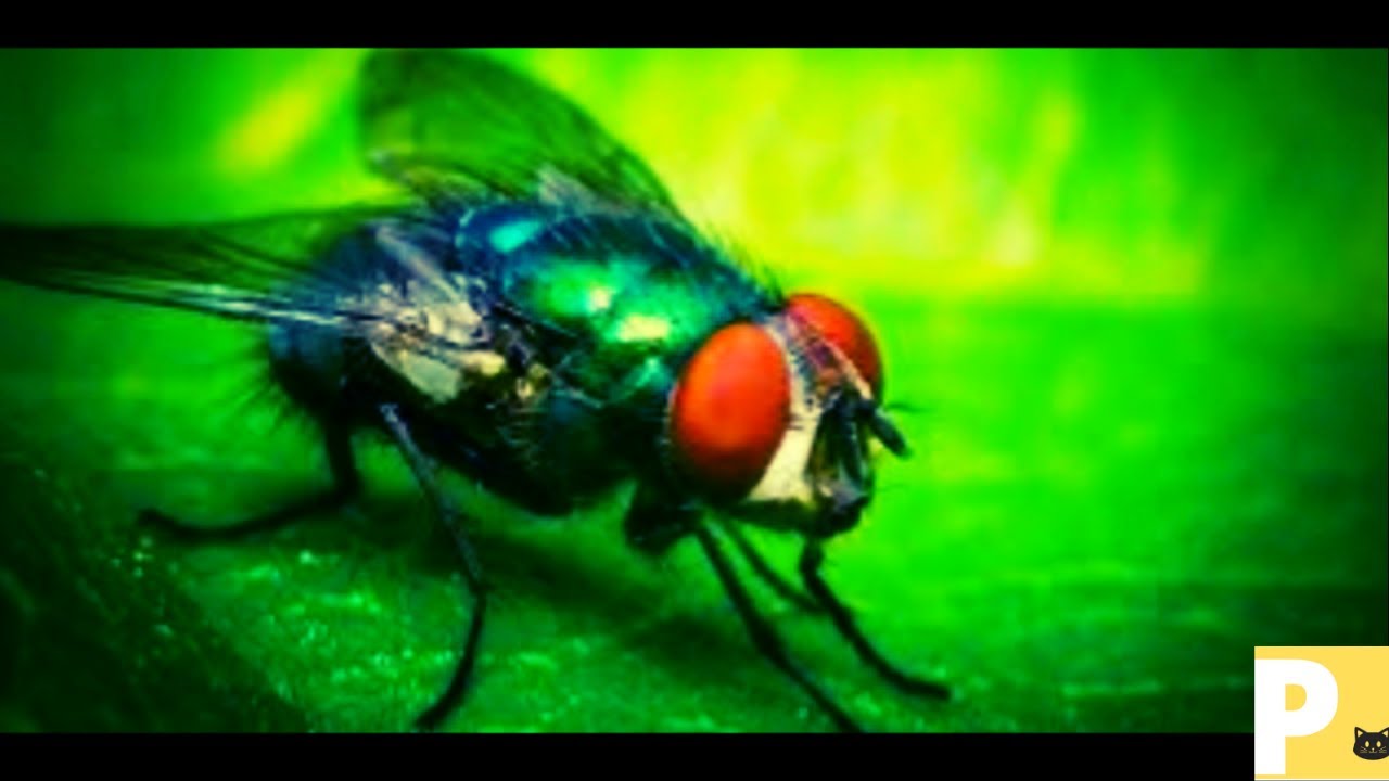 Mosca - som de mosca -som de mosca voando - V1k1 - Yn4n - Mrcp - YouTube