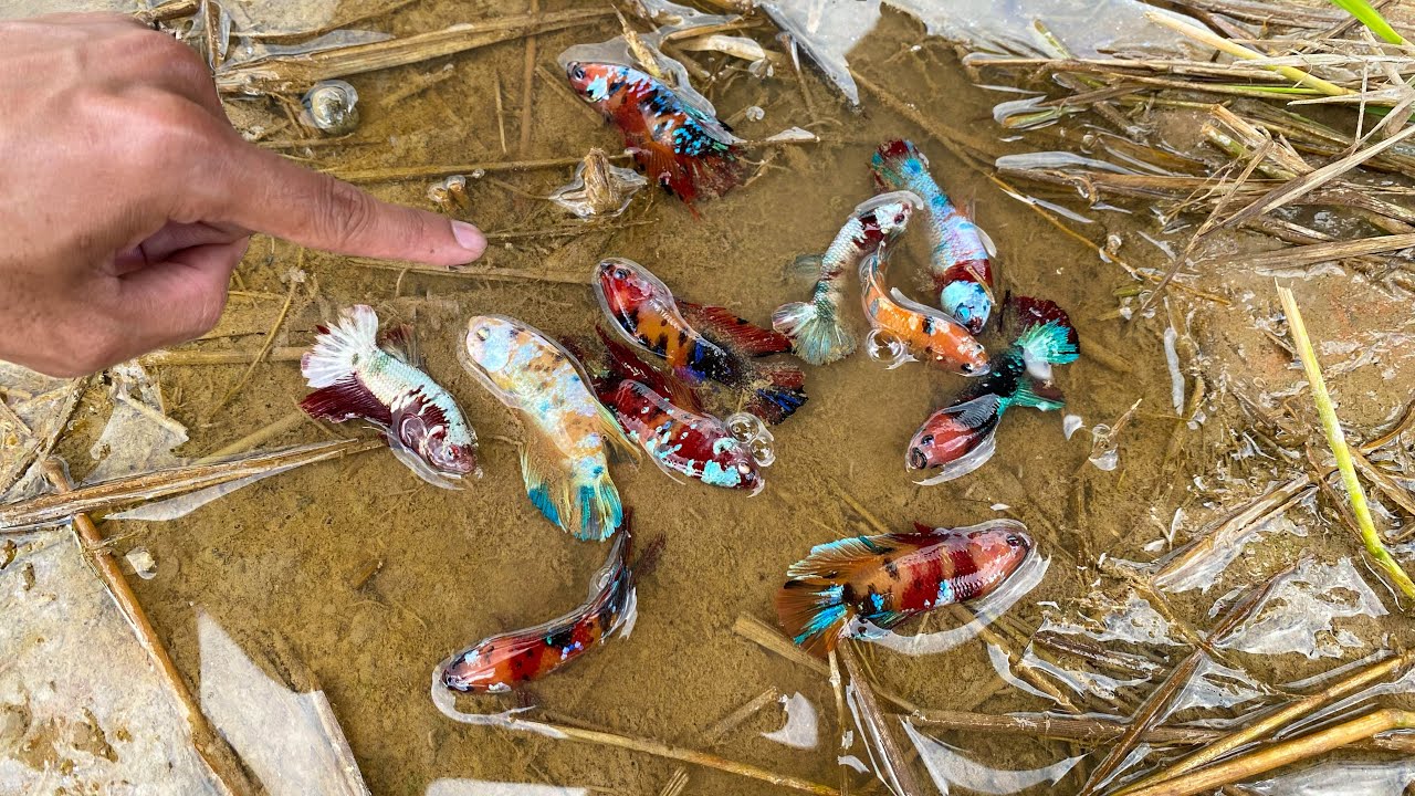 Catching Betta Fish from the Most Incredible Location You've Ever Seen ...