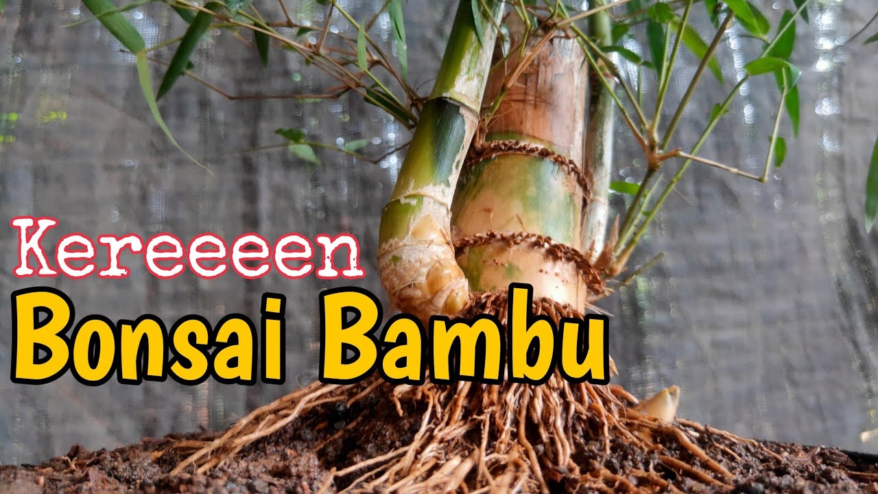 Proses pembuatan bonsai bambu - bambu jepang - YouTube