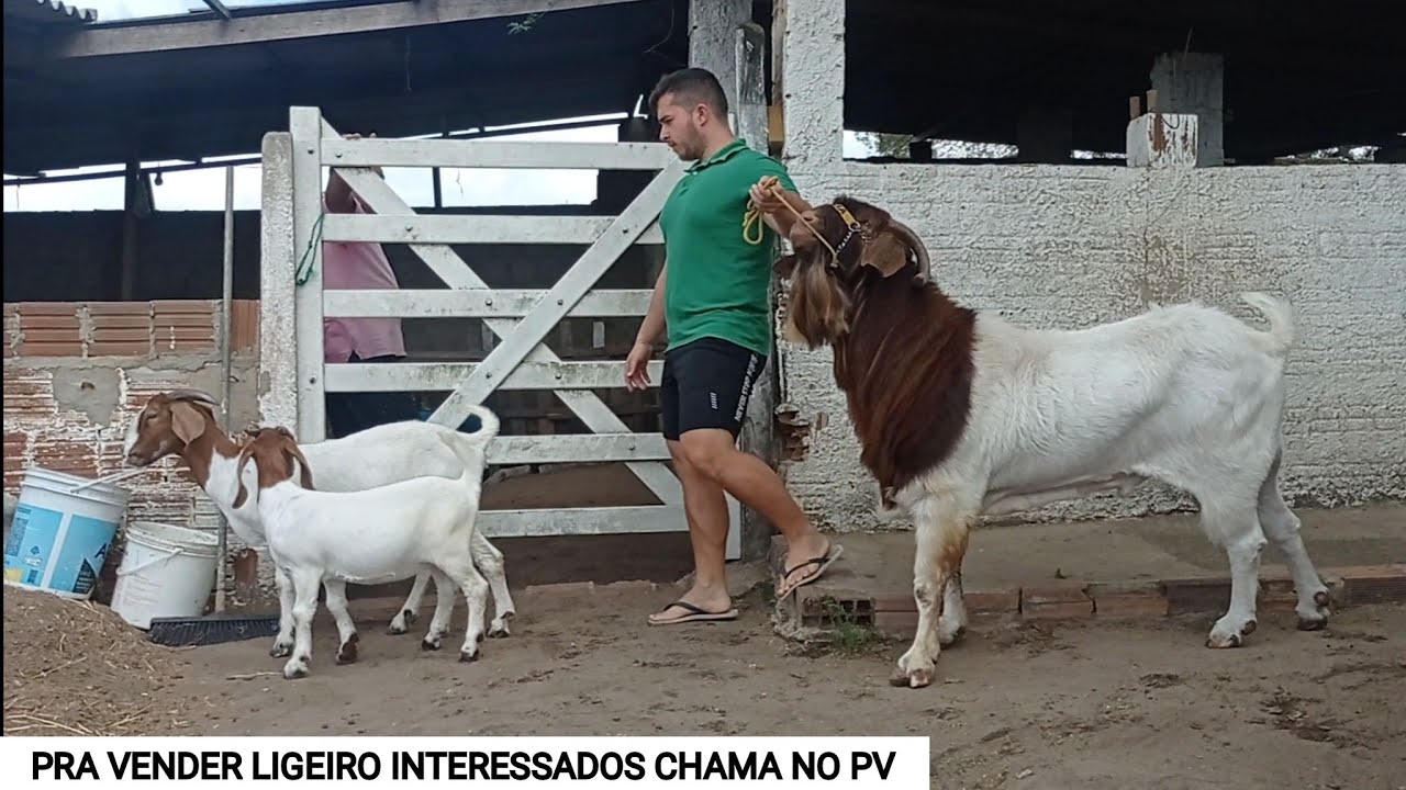 CAPRIL GOUVEIA SANTA MARIA DO CAMBUCÁ PERNAMBUCO VENDA DE CAPRINOS DA ...