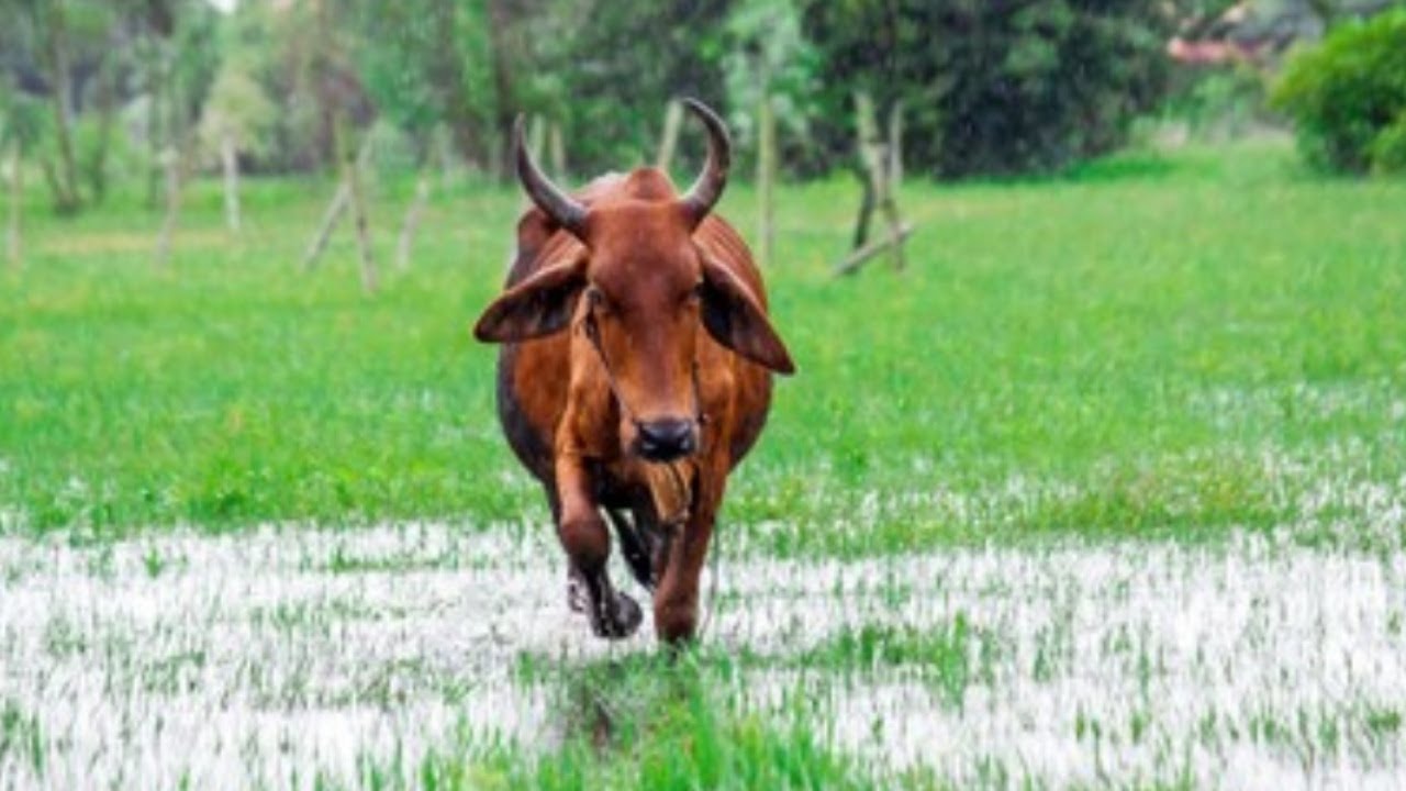 Easy breathing fresh felling, Easy sleep well fast, close your eyes ...