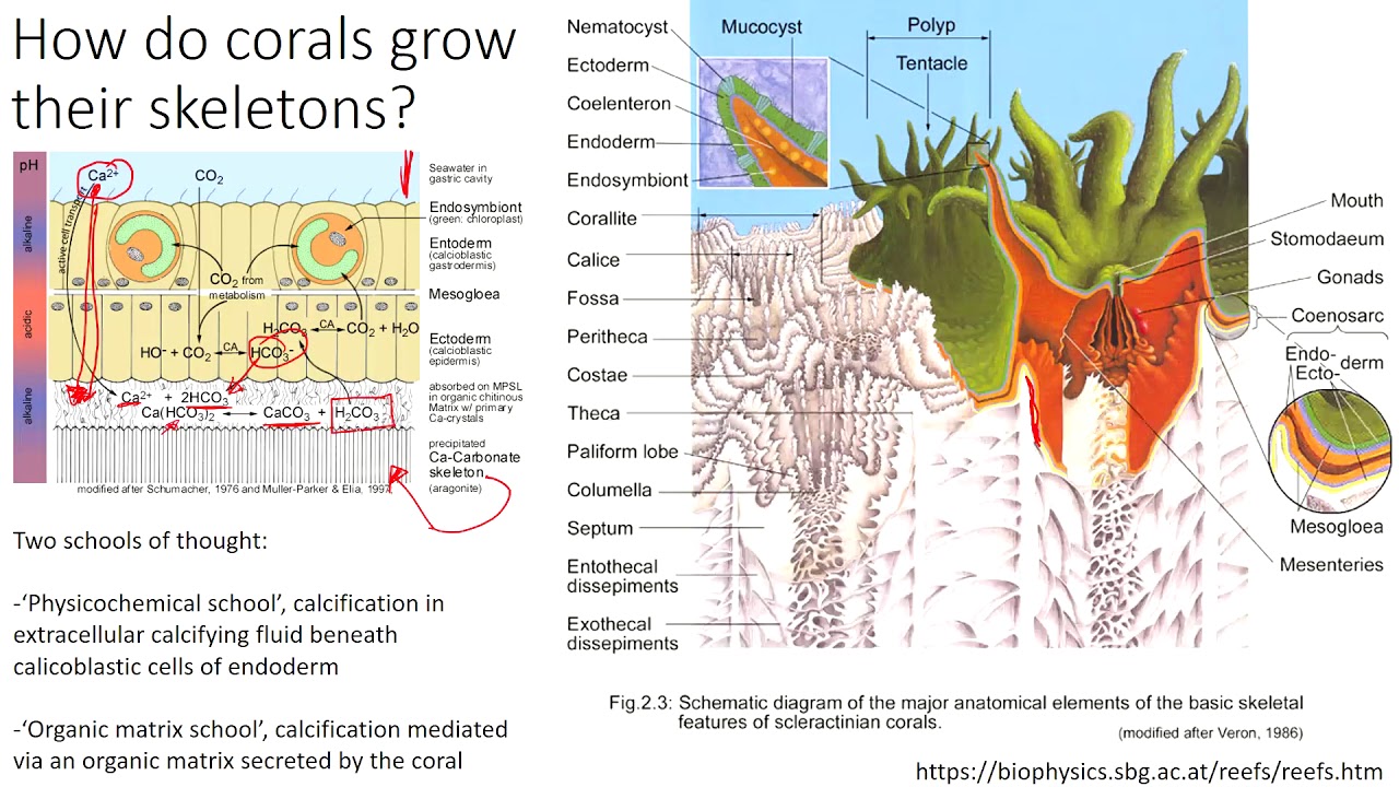Coral Calcification: Paleoclimate from corals (part 2) - YouTube