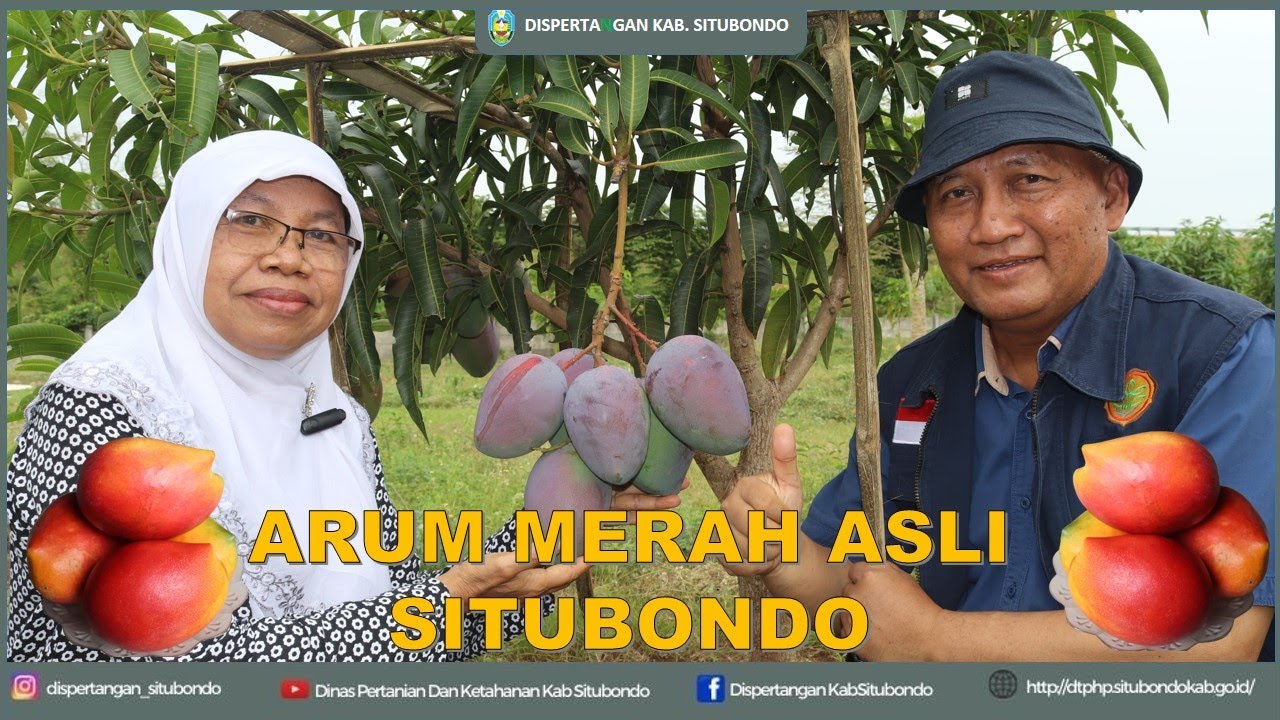 MANGGA ARUM MERAH ASLI SITUBONDO - YouTube
