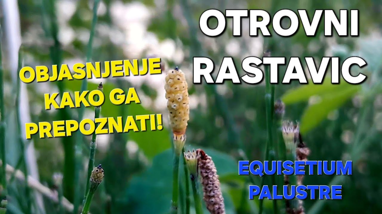 OTROVNI RASTAVIC-KAKO GA PREPOZNATI I RAZLIKOVATI U ODNOSU NA LEKOVITI ...