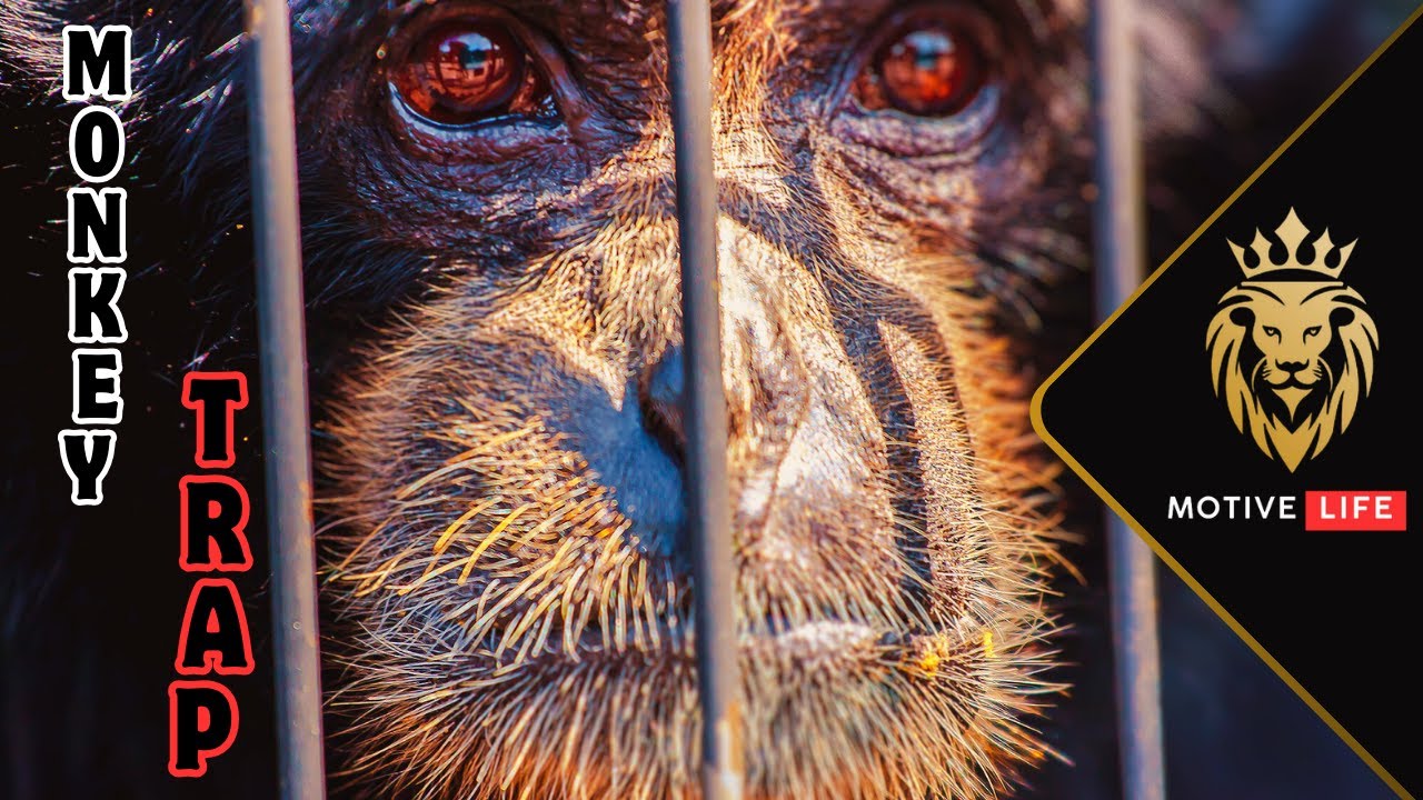 THE MONKEY TRAP : A Motivation Lesson in Letting Go - YouTube