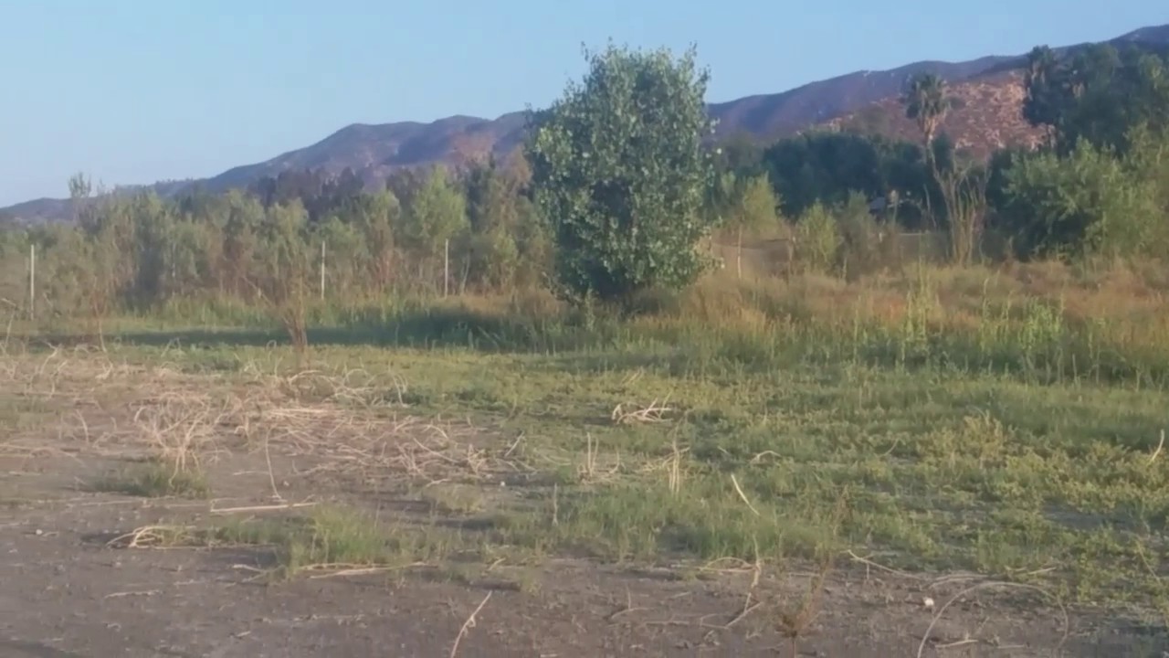 how to grass whistle - YouTube