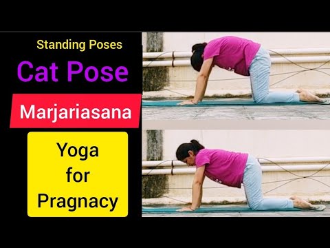 How to do Cat Pose? Marjariasana l yoga for Pragnacy l Stretching ...