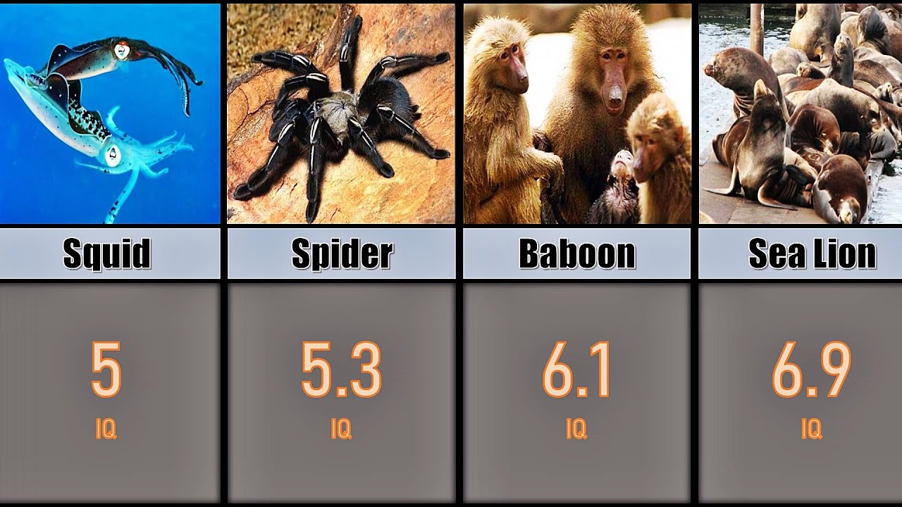 Animal Intelligence | Comparison - YouTube