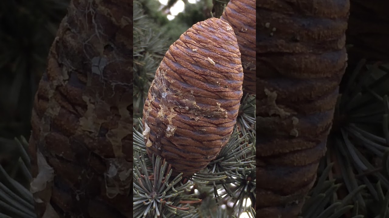 Blue Atlas cedar - cone close up - March 2018 - YouTube