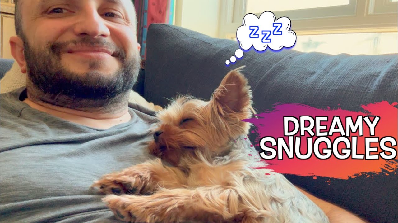 Yorkie Nap Time on Daddy’s Chest – So Sweet! 🐶💤 - YouTube