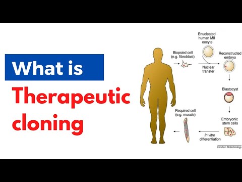 What is therapeutic cloning? - YouTube