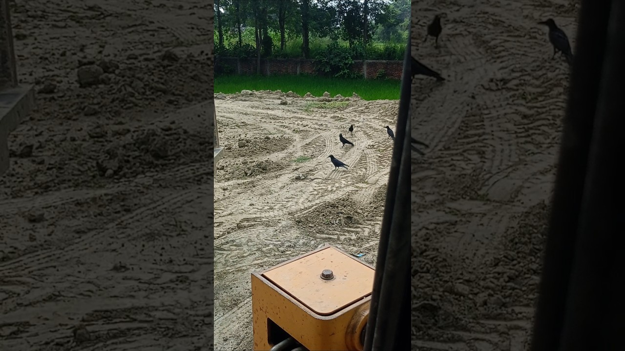 jcb se khudai karte samay snake nikal gya #snake - YouTube